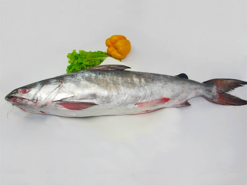 Sea Ritha Fish. (From 4 - 5kg)(1Kg)